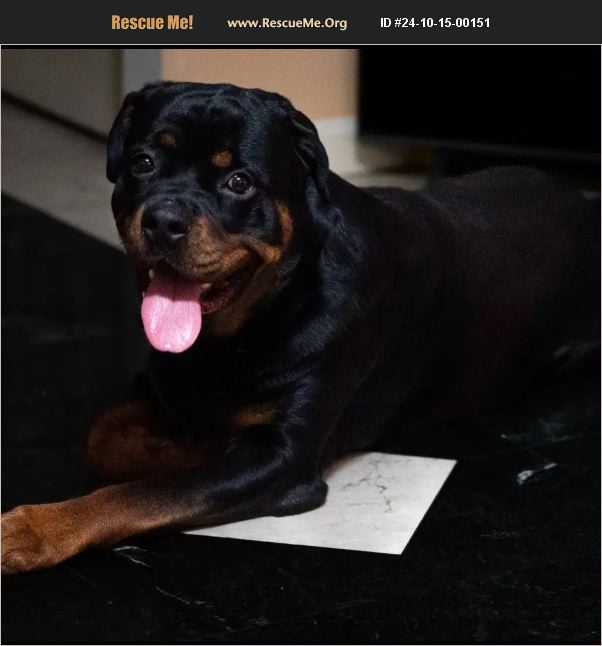 ADOPT 24101500151 ~ Rottweiler Rescue ~ Houston, TX
