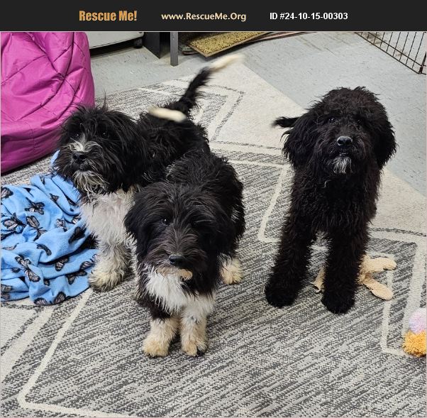 ADOPT 24101500303 ~ Bernese Mountain Dog Rescue ~ Denver, IN