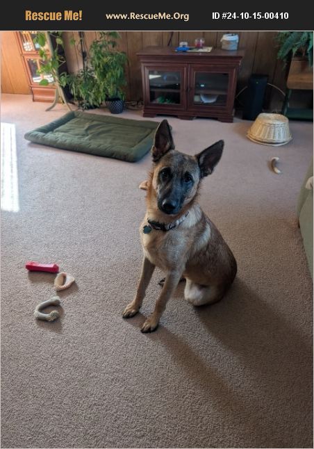 ADOPT 24101500410 ~ Belgian Malinois Rescue ~ Howell, MI