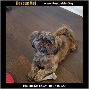 - North Carolina Shih Tzu Rescue - ADOPTIONS - Rescue Me!