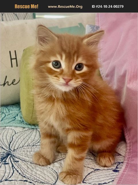 ADOPT 24102400279 ~ Maine Coon Rescue ~ Tierra Verde, FL