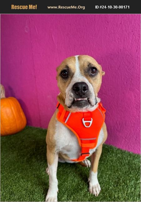 ADOPT 24103000171 ~ Boxer Rescue ~ Carlsbad, CA