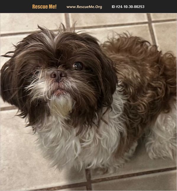 ADOPT 24103000253 ~ Shih Tzu Rescue ~ Titusville, FL