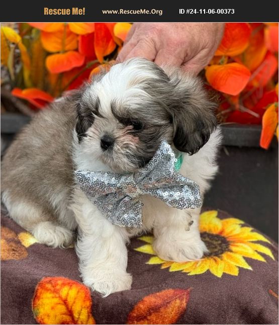 Adopt 24110600373 ~ Shih Tzu Rescue ~ Jesup Ga