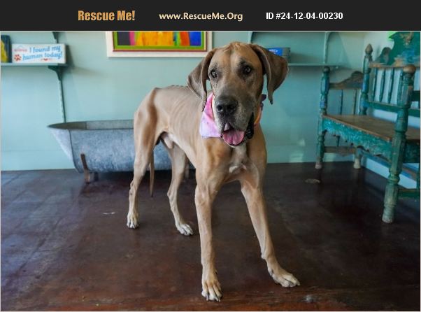 Great Dane Rescue San Antonio