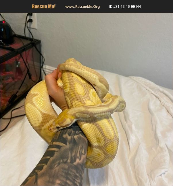 ADOPT 24121600144 ~ Reptile/Amphibian Rescue ~ Saint Petersburg, FL