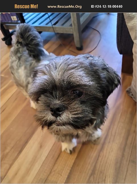 ADOPT 24121800440 ~ Shih Tzu Rescue ~ Raleigh, NC