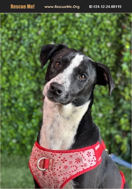 ADOPT 24122400115 ~ Border Collie Rescue ~ Carlsbad, CA