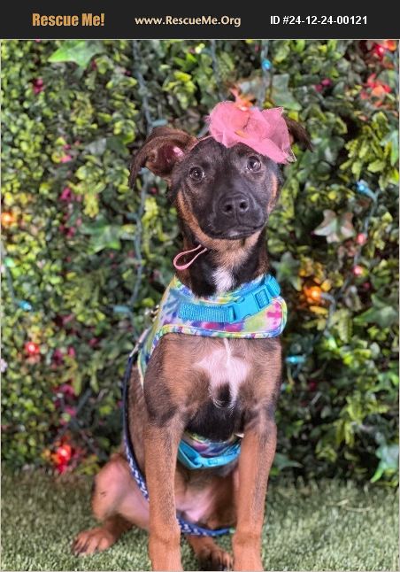 ADOPT 24122400121 ~ Belgian Sheepdog Rescue ~ Carlsbad, CA