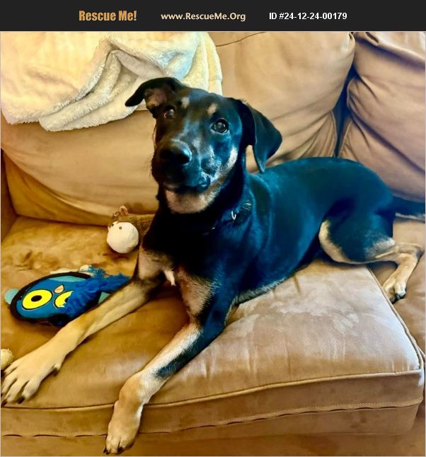 ADOPT 24122400179 ~ German Shepherd Rescue ~ Harrisburg, PA