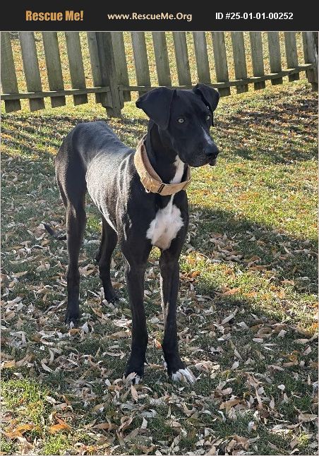 ADOPT 25010100252 ~ Great Dane Rescue ~ Muskego, WI