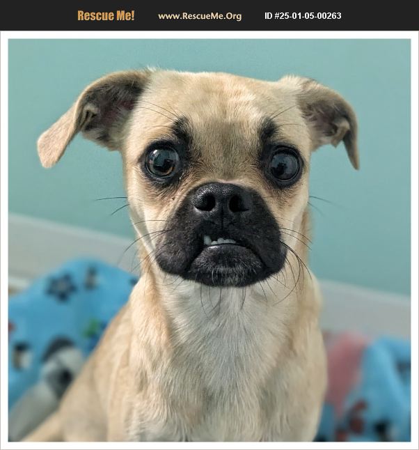 ADOPT 25010500263 ~ Pug Rescue ~ Eustis, FL