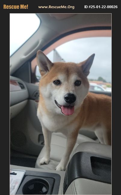 ADOPT 25012200026 ~ Shiba Inu Rescue ~ New Pr, PA