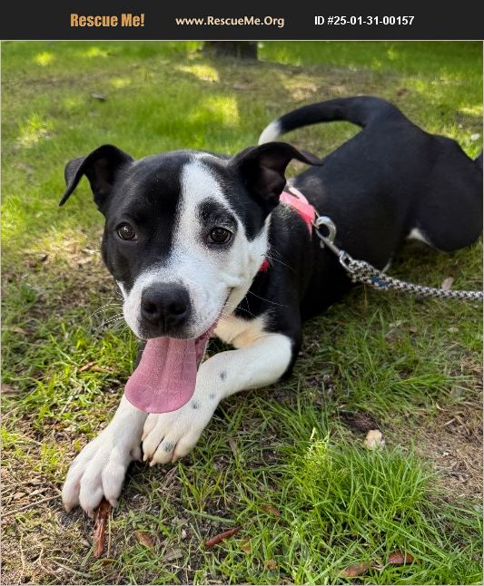 ADOPT 25013100157 ~ Boston Terrier Rescue ~ Navarre, FL