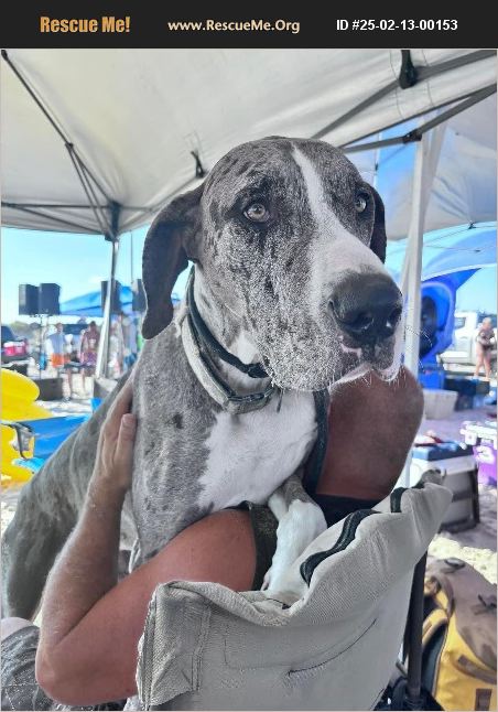Great Dane Rescue San Antonio
