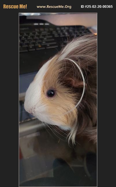 ADOPT 25022000365 ~ Small Mammal Rescue ~ RIO RANCHO, NM