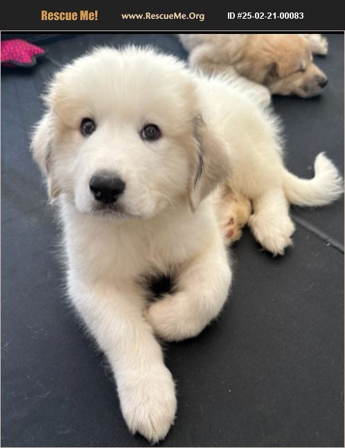 Great Pyrenees Rescue Florida
