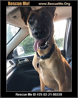 Belgian Malinois Rescue Az
