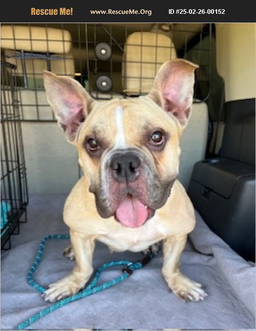 ADOPT 25022600152 ~ French Bulldog Rescue ~ Longwood, FL