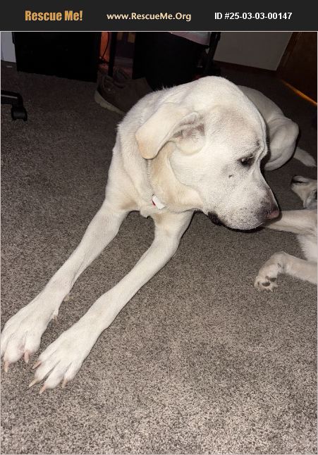 ADOPT 25030300147 ~ Great Pyrenees Rescue ~ Coeur D Alene, ID