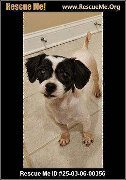 - North Carolina Shih Tzu Rescue - ADOPTIONS - Rescue Me!