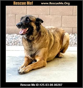 Belgian Malinois Rescue Arizona