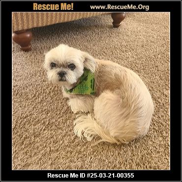 - North Carolina Shih Tzu Rescue - ADOPTIONS - Rescue Me!