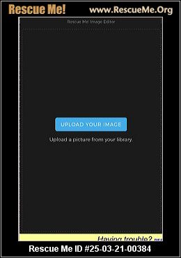 - Washington Great Dane Rescue - ADOPTIONS - Rescue Me!