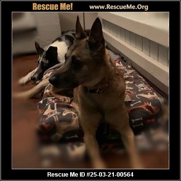 Belgian Malinois Rescue Az