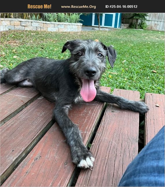 Irish Wolfhounds For Adoption