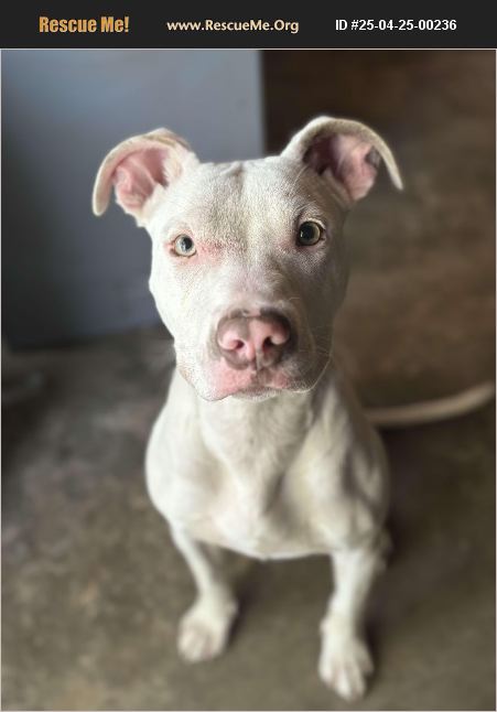 ADOPT 25042500236 ~ Pit Bull Rescue ~ WARWICK, RI