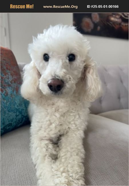 ADOPT 25050100166 ~ Poodle Rescue ~ Costa Mesa, CA