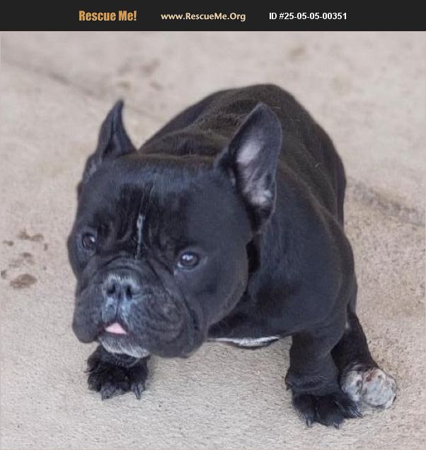 ADOPT 25050500351 ~ French Bulldog Rescue ~ Des Moines, WA