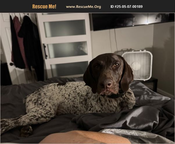 ADOPT 25050700189 ~ German Shorthaired Pointer Rescue ~ Hebron, KY