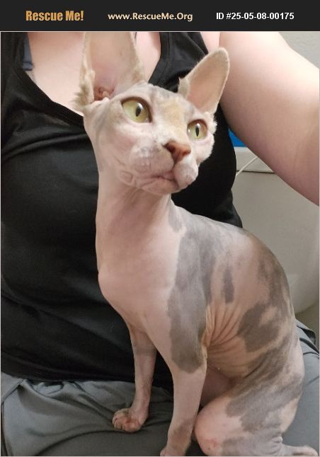 ADOPT 25050800175 ~ Sphynx Rescue ~ Fort Collins, CO