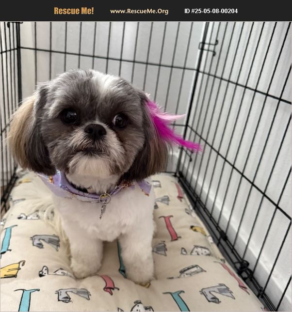 Adopt 25050800204 ~ Shih Tzu Rescue ~ Nixa Mo