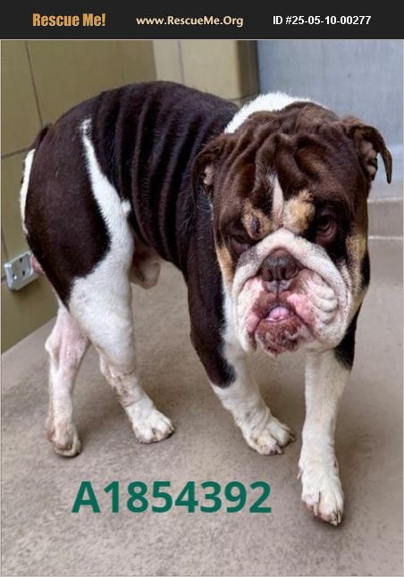 ADOPT 25051000277 ~ Bulldog Rescue ~ Riverside, CA