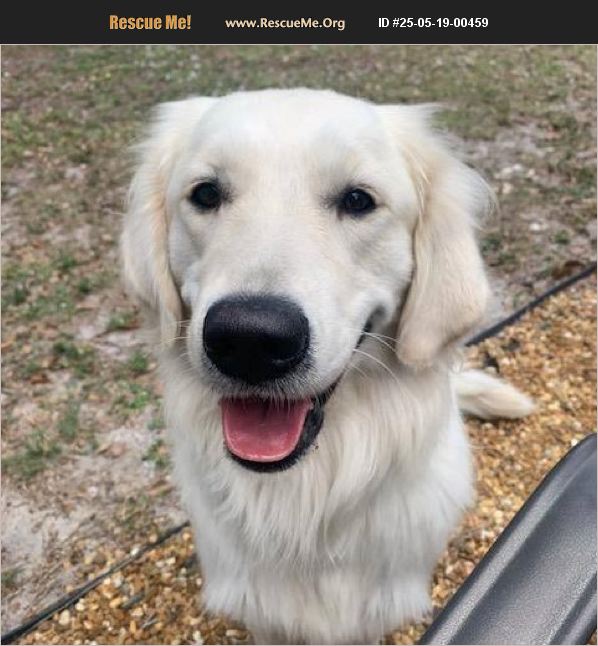 ADOPT 25051900459 ~ Golden Retriever Rescue ~ Bonita Springs, FL