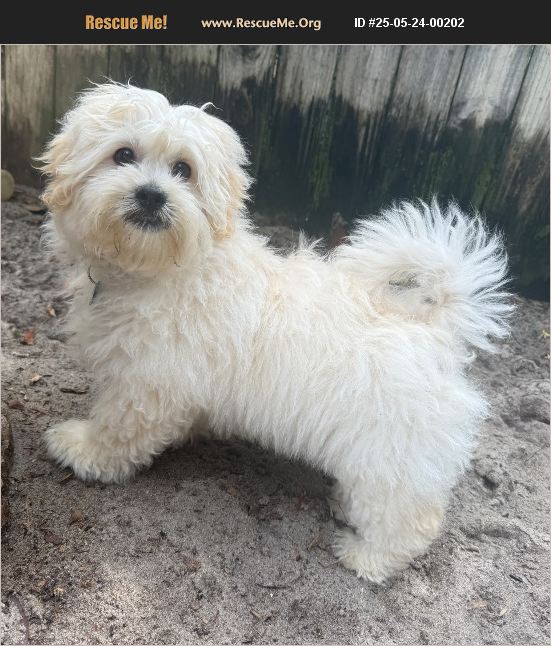 ADOPT 25052400202 ~ Lhasa Apso Rescue ~ Navarre, FL