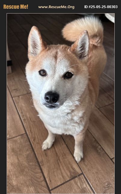 ADOPT 25052500303 ~ Shiba Inu Rescue ~ Belpre, OH