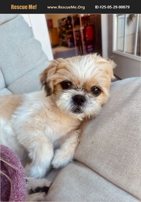 ADOPT 25052900079 ~ Shih Tzu Rescue ~ Charlotte, NC