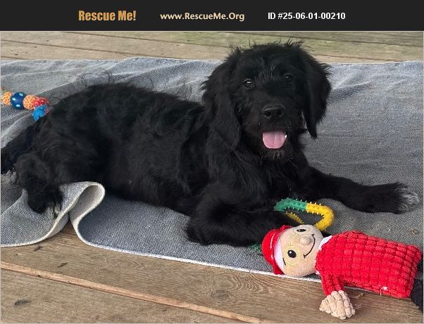 ADOPT 25060100210 ~ Golden Retriever Rescue ~ Petersburg , OH