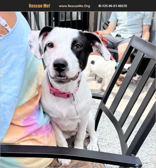 ADOPT 25060100235 ~ Border Collie Rescue ~ cedarburg, WI