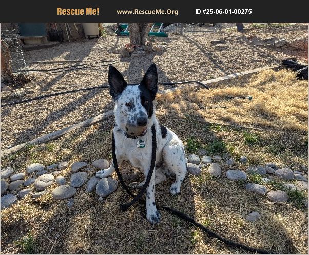 ADOPT 25060100275 ~ Australian Cattle Dog Rescue ~ Albuquerque, NM