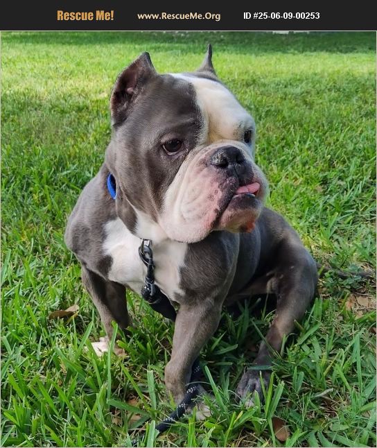 ADOPT 25060900253 ~ Bulldog Rescue ~ fort lauderdale, FL
