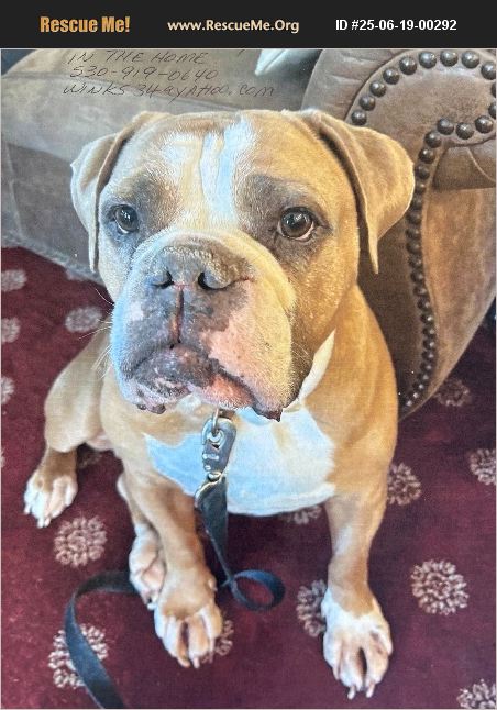 ADOPT 25061900292 ~ Bulldog Rescue ~ Placerville, CA