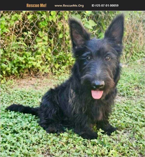 ADOPT 25070100059 ~ Scottish Terrier Rescue ~ Casa Grande, AZ