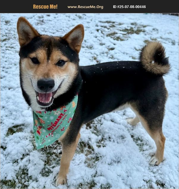 ADOPT 25070800446 ~ Shiba Inu Rescue ~ Harrisburg, PA