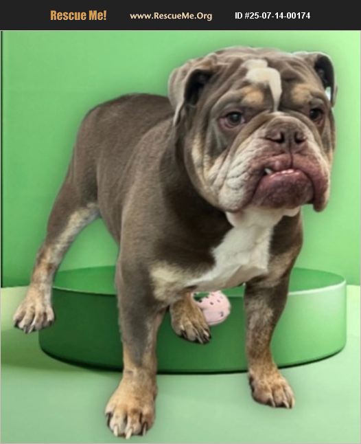 ADOPT 25071400174 ~ Bulldog Rescue ~ Van Nuys, CA