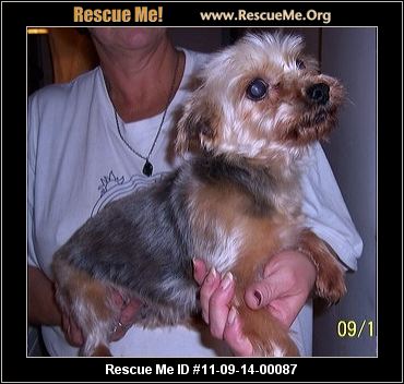 - Little Paws Yorkie Rescue - Rogers, AR Rescue Animals